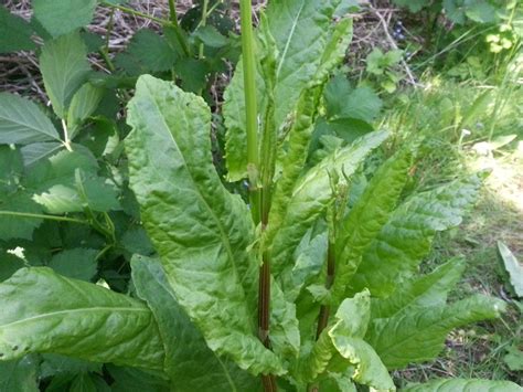 Sauerampfer Wildkräuter Im Portrait › Grün Roh Bunt