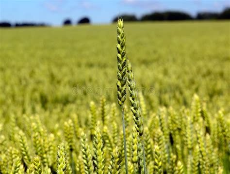 Wide Frame Isolated Closeup Of Triticale Wheat And Rye Hybrid Stock