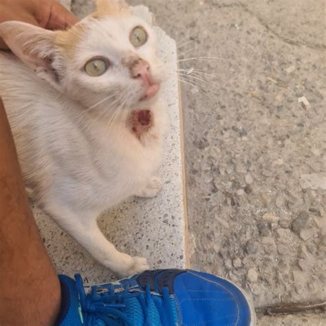 Lina Moroccan Webcam Show Liveporn Chat Lina Moroccan Webcam Show Liveporn Chat