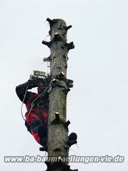 Baumfällungen Baterovskyy Photogalerie