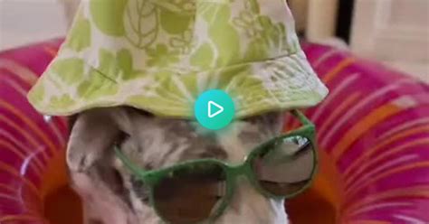 Iris Is Excited For Summer Album On Imgur