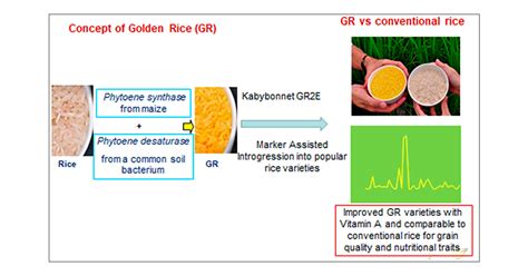 Genetically Modified Food Comparison