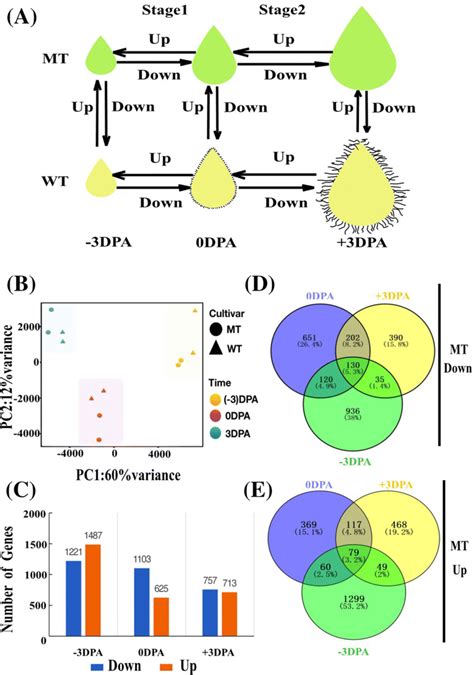 Transcriptome Profiles Of Sma 4 Mutant Mt And Wild Type Wt Cotton