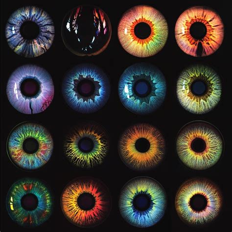 a diverse set of iris patterns displayed on a computer screen for