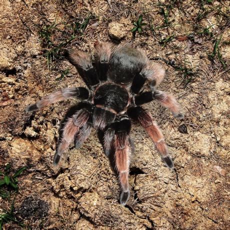 Mexican Pink Tarantula Brachypelma Klaasi Mexican Pink Beauty