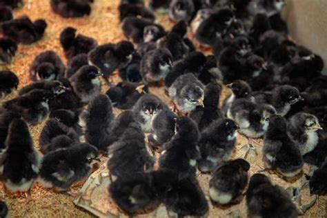 Guyana To Produce All Its Hatching Eggs By 2026 Ministry Of Agriculture