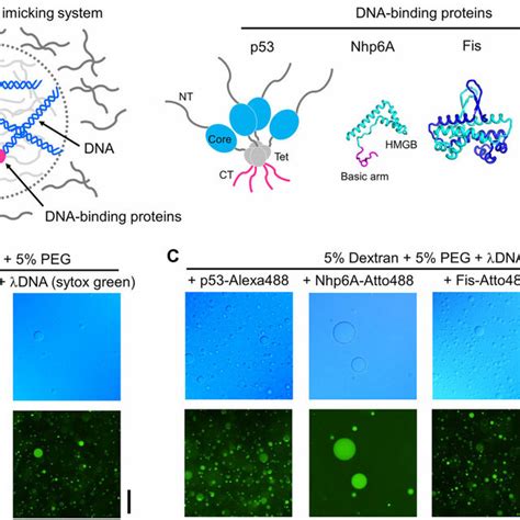 Diffusion Mode Properties Of Dna Binding Proteins In Dna Droplets As A Download Scientific