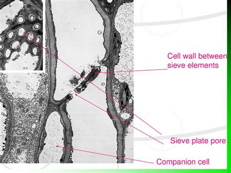 Translocation In The Phloem Ppt Download