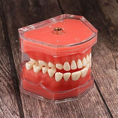 Gingiva Model For Dental Training Removable Tooth And Oral Demonstration Model International