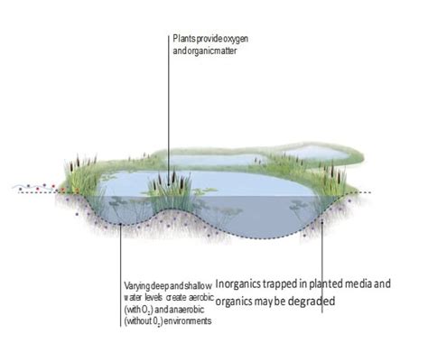 Phytoremediation Design