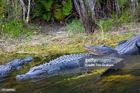 Three Alligators Photos And Premium High Res Pictures Getty Images