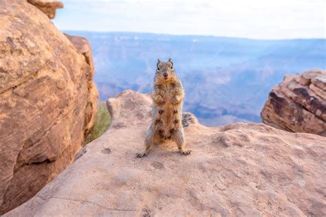 Premium Photo A Squirrel Standing The Canyon In South Kaibab