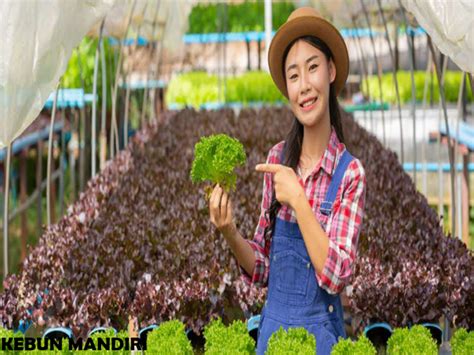 Bercocok Tanam di Rumah: Menjadi Petani di Lahan Sendiri - Kebun Mandiri