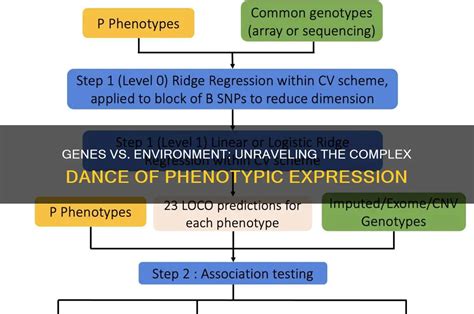 Genes Vs Environment Unraveling The Complex Dance Of Phenotypic