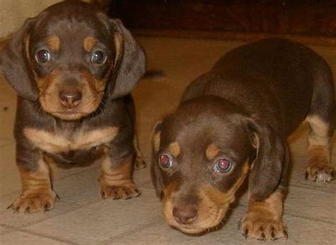 Dachshund Puppies For Sale Southern California Petsidi
