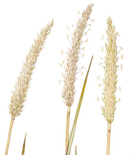 Marram Grass Ammophila Arenaria 2 Sold Lizzie Harper