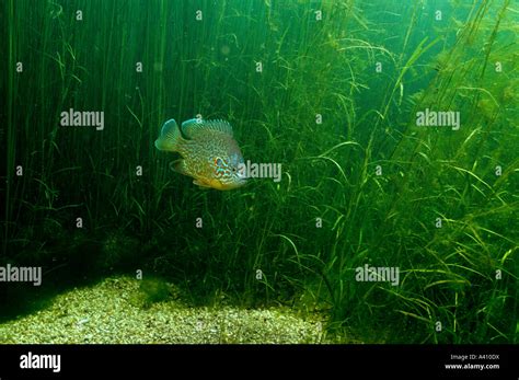 Pumpkinseed Sunfish Swimming Underwater In The St Lawrence River In