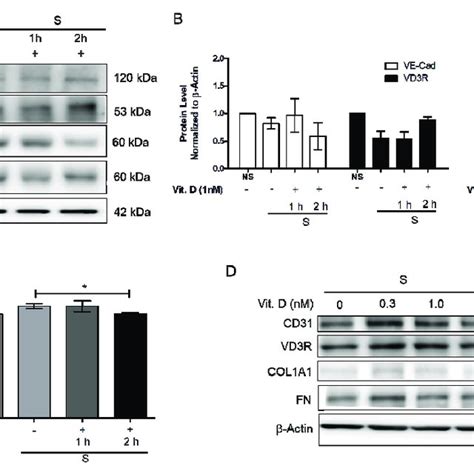 Vitamin D Attenuated Decrease Of Endothelial Cell Marker Vascular