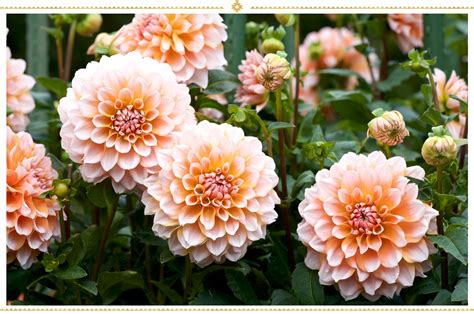 15 Mexican Flowers Symbolism And Where To Find Them Proflowers Blog