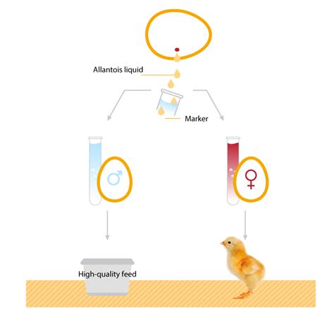 Gender Sorting Before Hatch In Poultry Options And Challenges