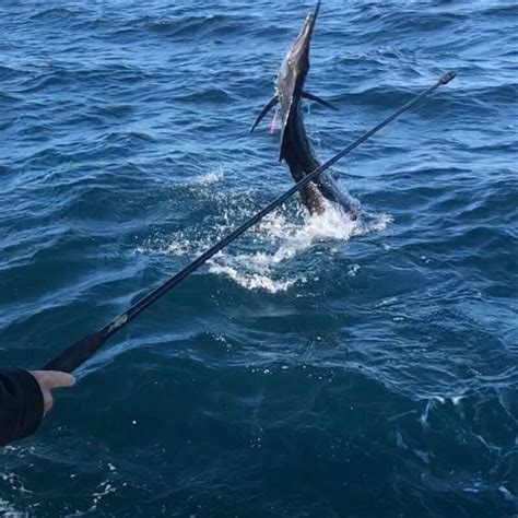 Trolling For Sailfish Stuart Fl Fishing Charters