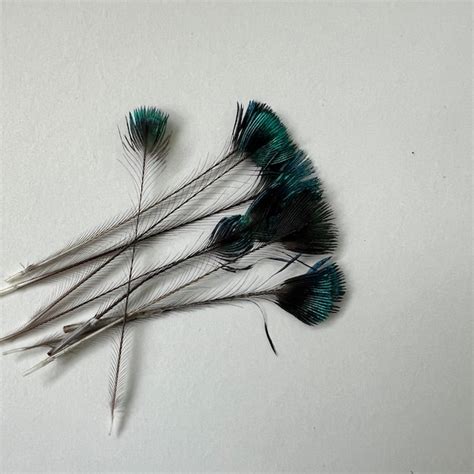 10 Pcs Peacock Tail Feathers Blue Tip Peacock Feather 2 3inch Etsy