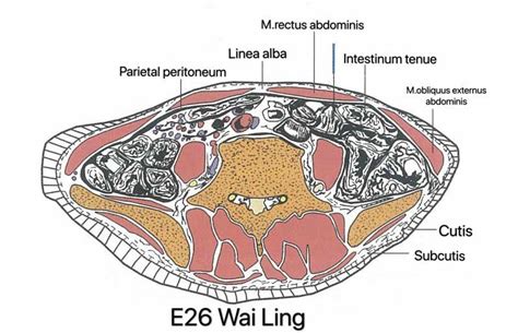 E26 Wailing Punto Acupuntura Del Meridiano Del Estomago