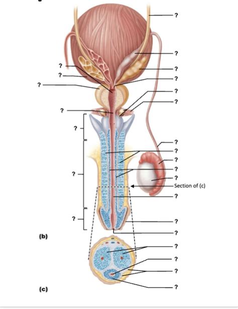 Reproductive Organs Of Male Pt 4 Diagram Quizlet