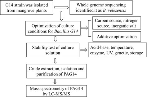 Frontiers Optimization Of Culture Conditions For Endophytic Bacteria In Mangrove Plants And