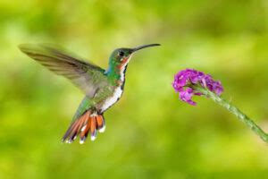 Meet The Green Breasted Mango Hummingbird Photos And Facts