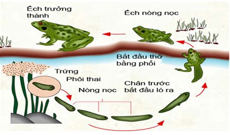 Vòng đời của ếch xem và tải giáo án miễn phí Phú Long Blog