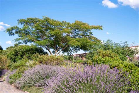 18 Best Medium Sized Trees For Your Yard