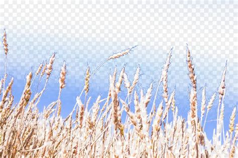 金色小麦稻田图片png图片素材下载图片编号qvmwamek 免抠素材网