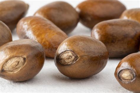 Close Up Of Pebe Nuts Stock Image Image Of Spice Brown 250261855