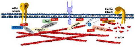 Review Of Pip2 In Cellular Signaling Functions And Diseases