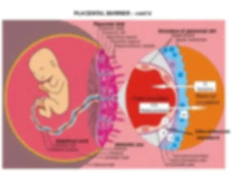 Functional Anatomy Of The Placenta Slides Anatomy Docsity