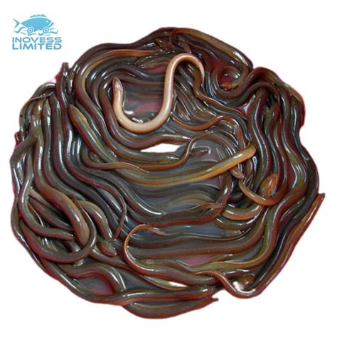 Glass Eel In India At Taj Wheatley Blog