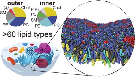 Celmembraan Cholesterol Complex Simplicity
