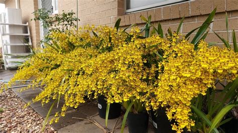 Oncidiums In Bloom Rorchids