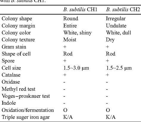 Bacillus Subtilis Morphology