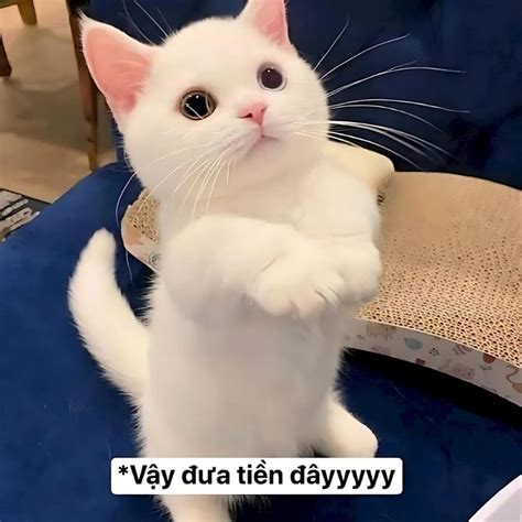 120 ảnh Meme Mèo Cười đểu Nhe Răng Siêu Bựa Hài Hước