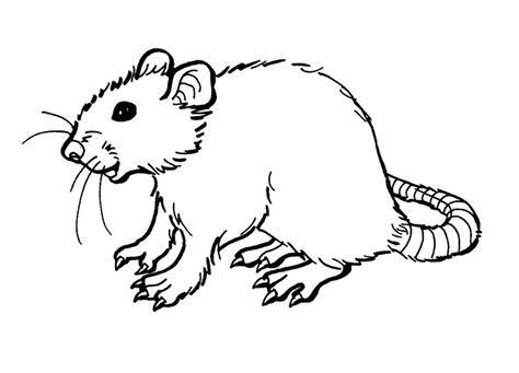 Rat Outline Drawing At Getdrawings Free Download