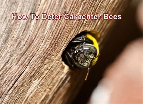 How To Deter Carpenter Bees The Homestead Survival