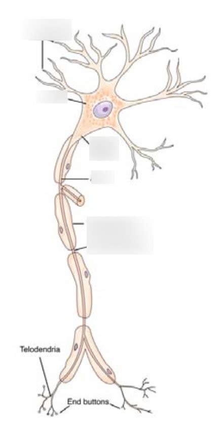 Neuron Labeling Diagram Quizlet