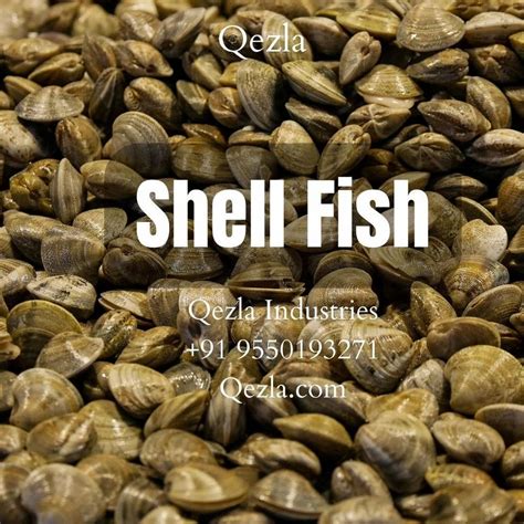 Oyster Shellfish Bangalore At ₹ 199kg Kakinada Id 2854528606630