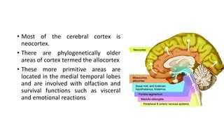 Cerebral Cortex Pptx