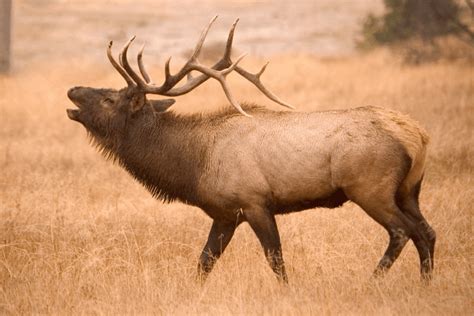 10 Breathtaking Ways To See Majestic Elk Herds In Custer State Park