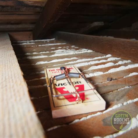 Why Hire A Local Rat Exterminator