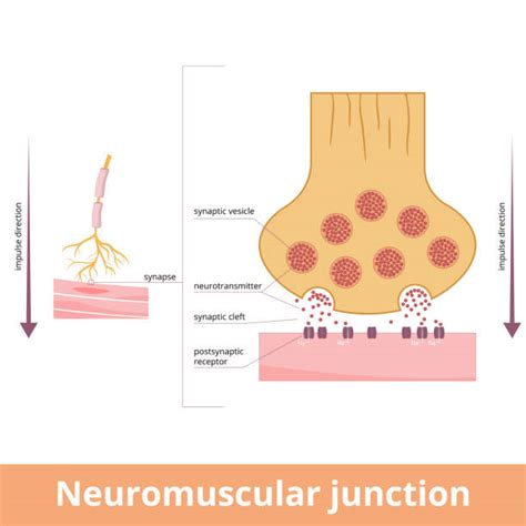 Neuromuscular Junction Steps Diagram