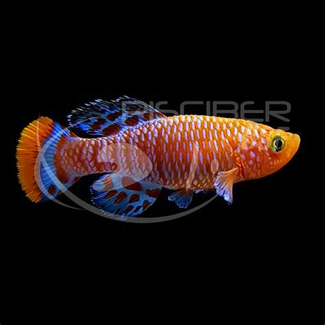 Killi Nothobranchius Rachovi Macho Pisciber Bsf